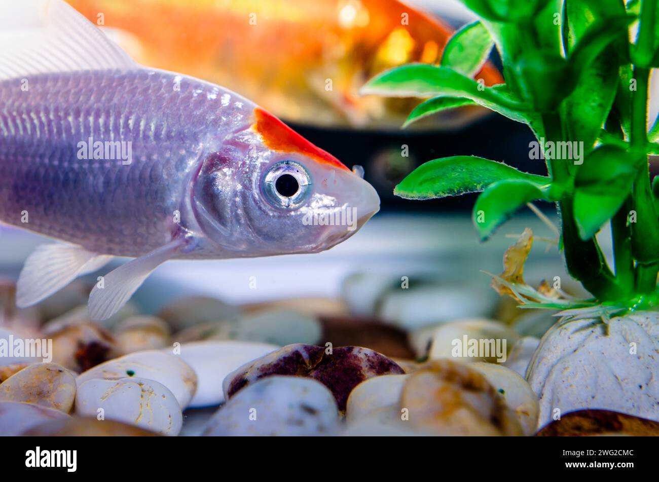 Close up photographing small aquarium fishes Stock Photo - Alamy