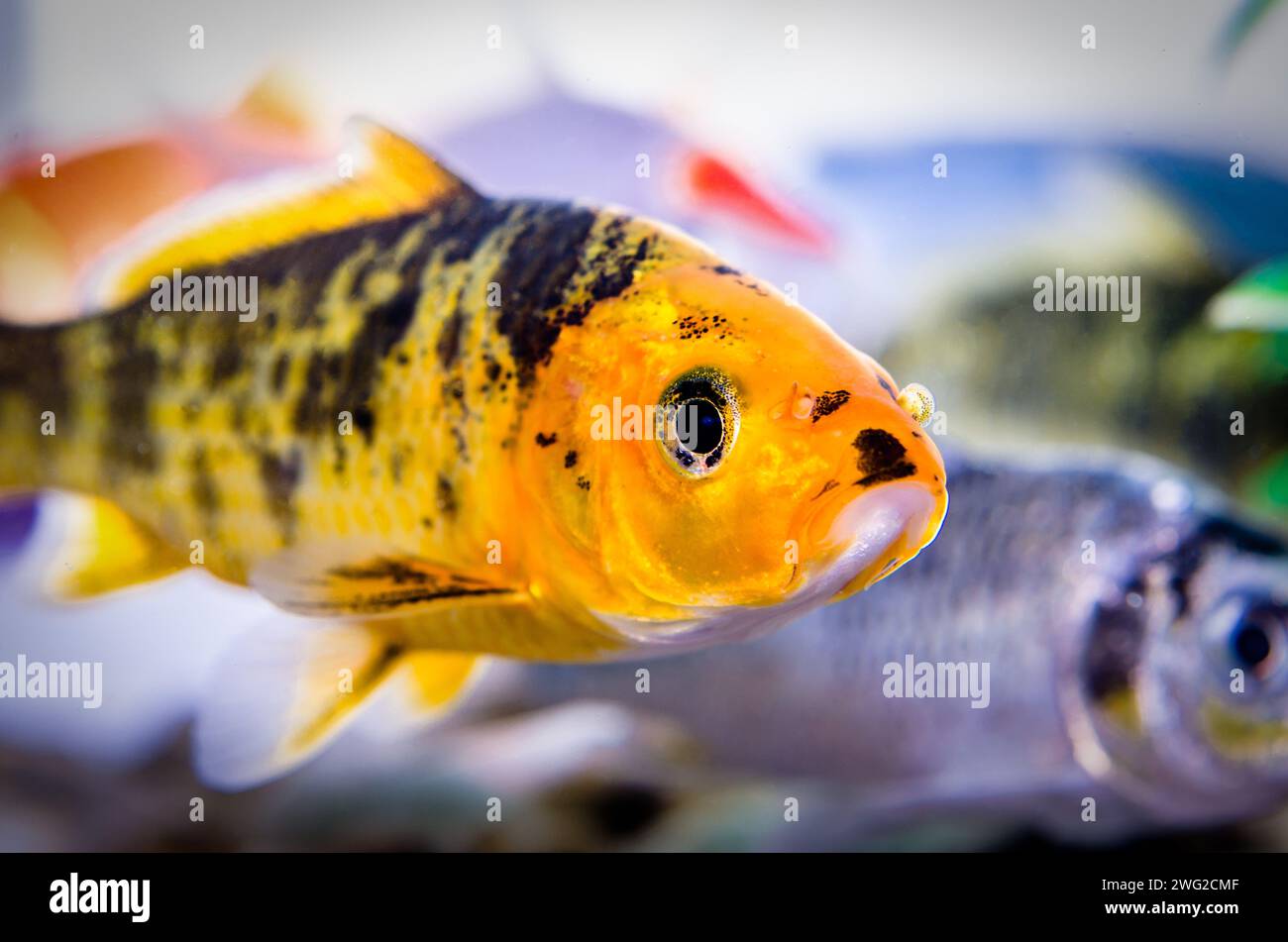 Close up photographing small aquarium fishes Stock Photo - Alamy