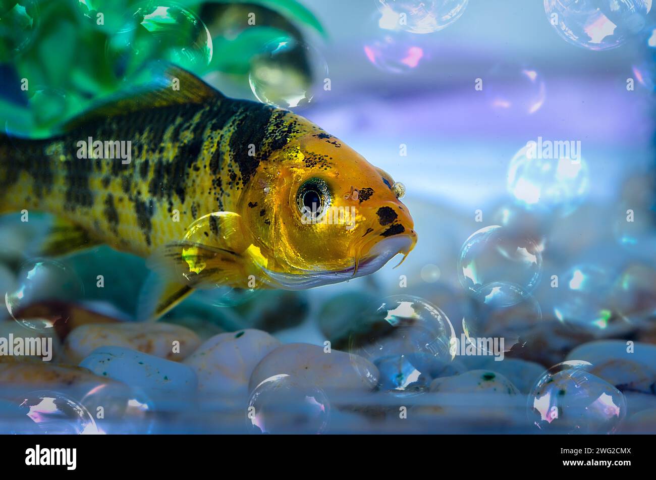 Close up photographing small aquarium fishes Stock Photo - Alamy