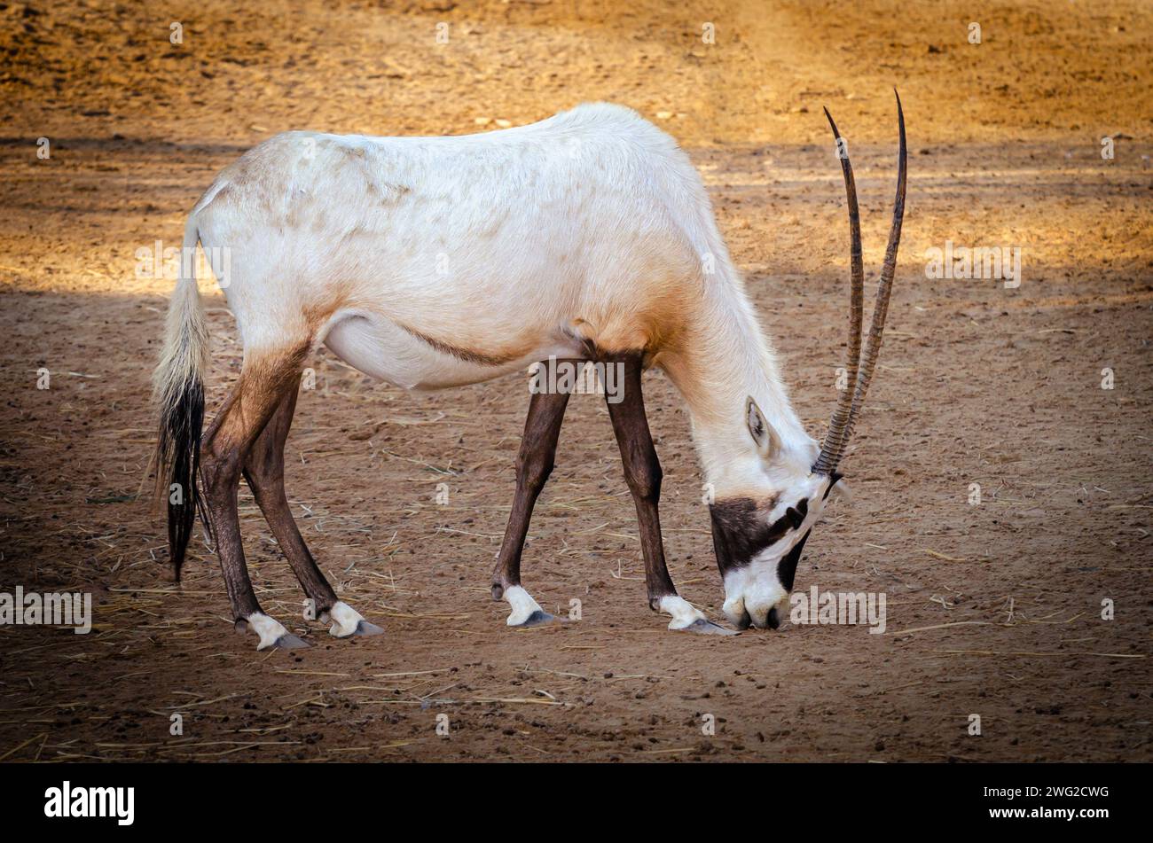 Bahrain animal wildlife hi-res stock photography and images - Alamy