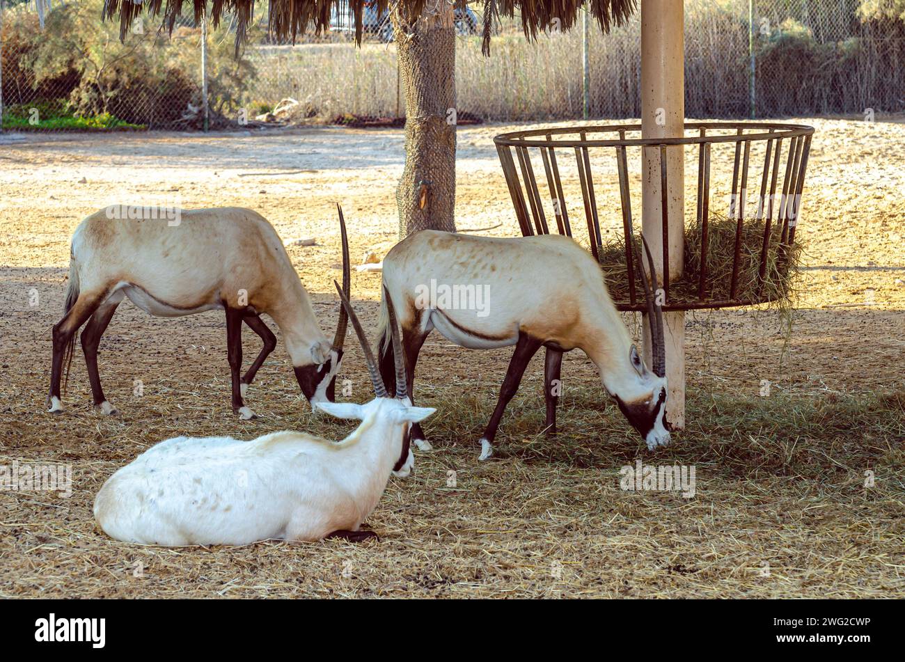Bahrain animal wildlife hi-res stock photography and images - Alamy