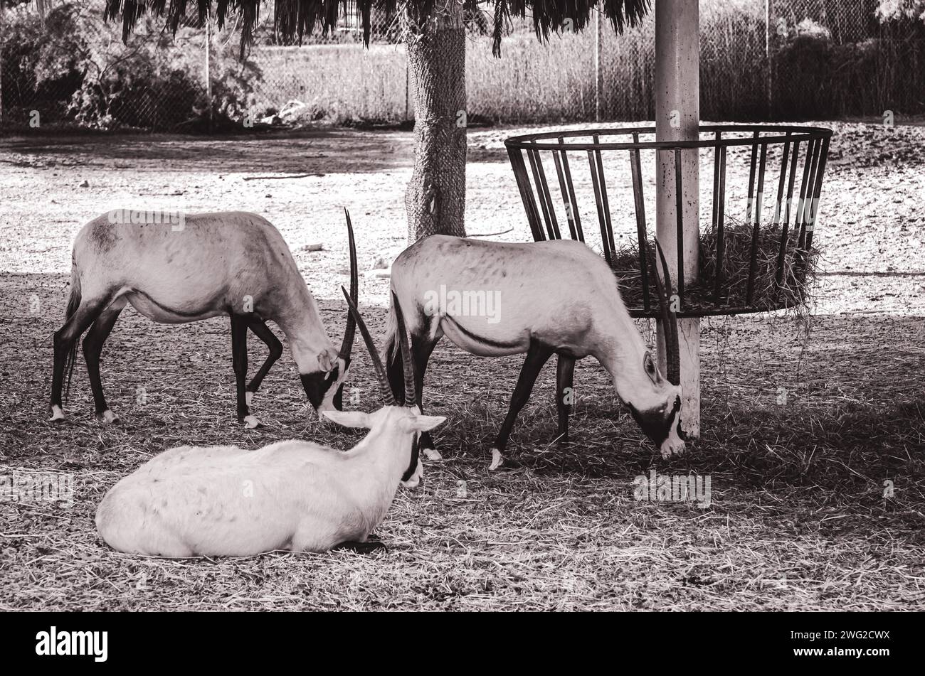 Arabian Oryx at Al Areen Wild Park, Bahrain Stock Photo - Alamy
