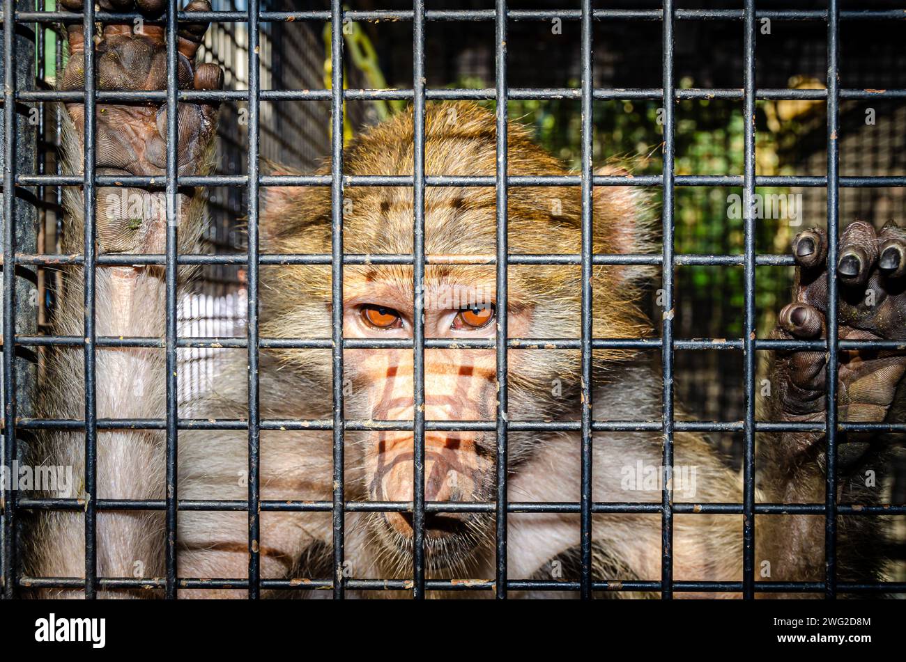 Close up photo of a Monkey at Tasneem farm, Bahrain Stock Photo - Alamy
