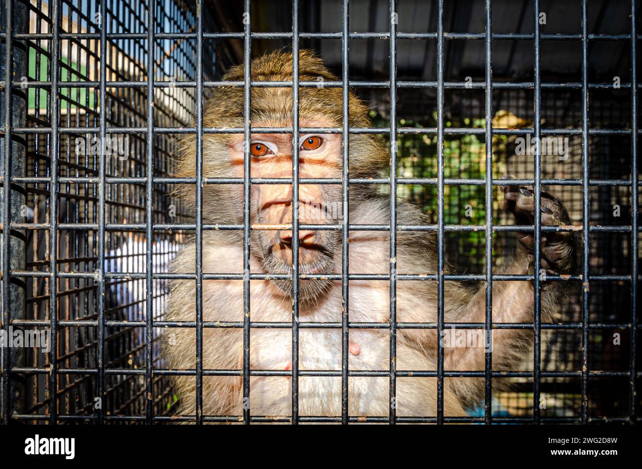 Close up photo of a Monkey at Tasneem farm, Bahrain Stock Photo - Alamy