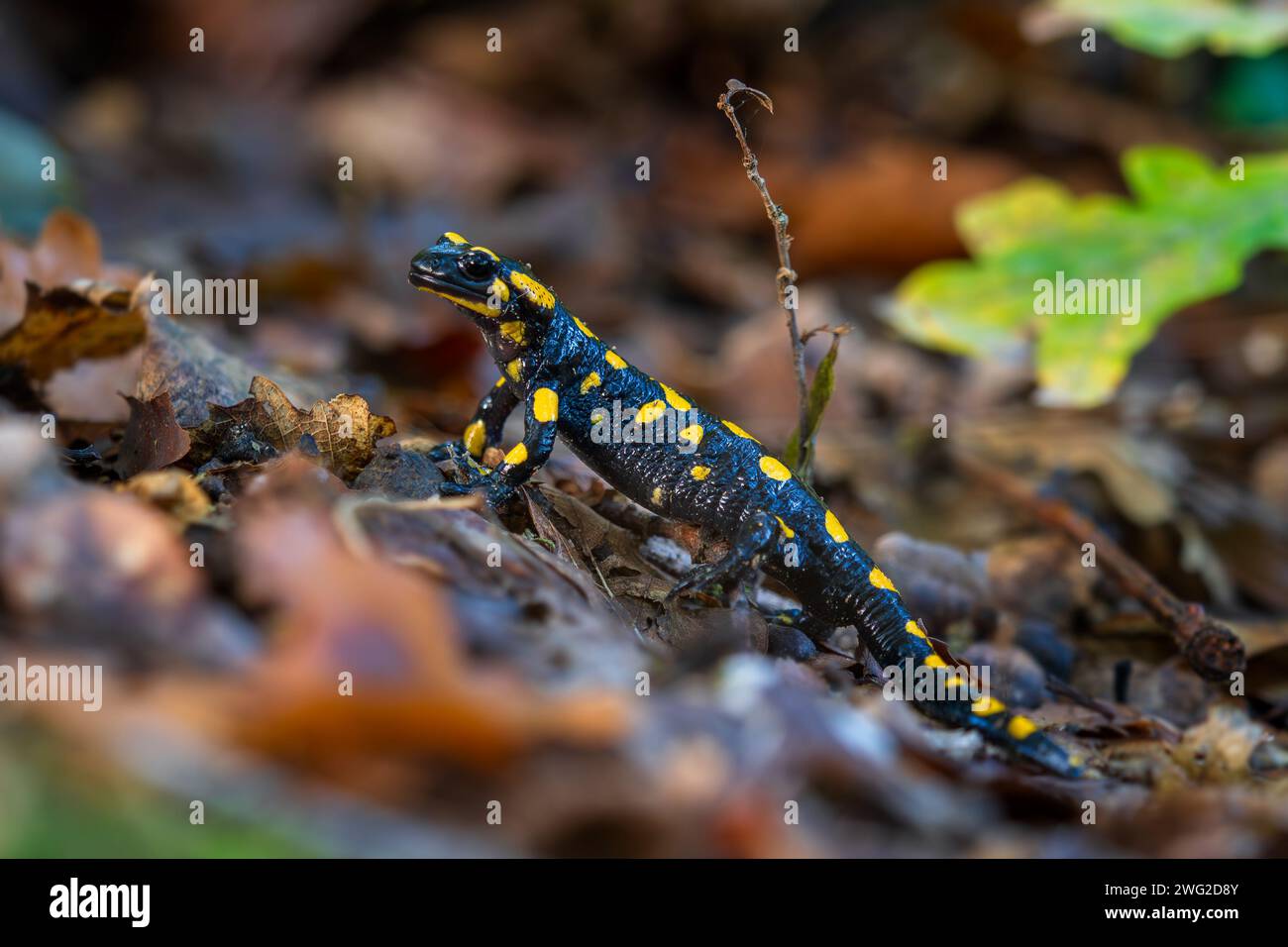 Fire Salamander - Salamandra salamandra, beautiful black and yellow ...