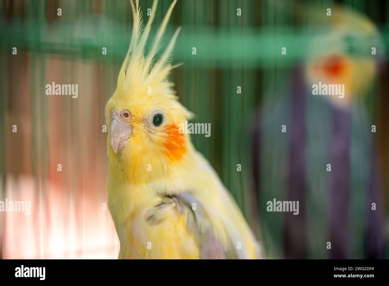 The cockatiel (Nymphicus hollandicus), also known as weiro bird, or ...