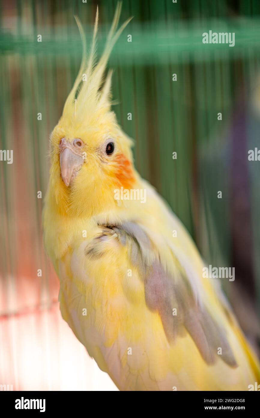 The cockatiel (Nymphicus hollandicus), also known as weiro bird, or ...