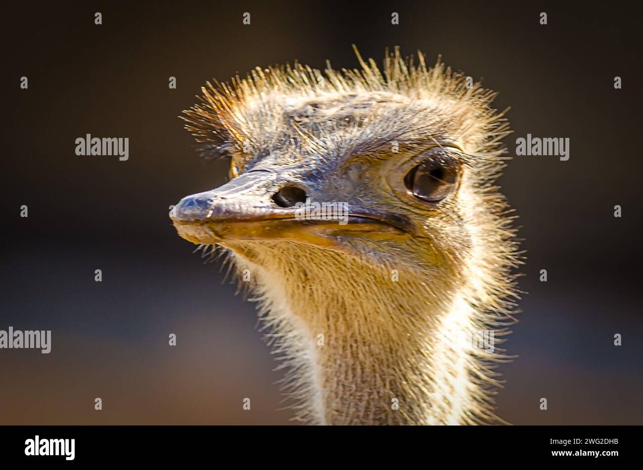 Ostrich at Al Areen Wildlife Park, Bahrain Stock Photo - Alamy
