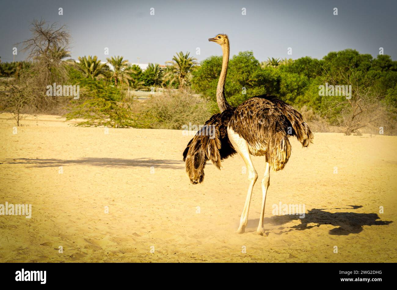 Ostrich at Al Areen Wildlife Park, Bahrain Stock Photo - Alamy