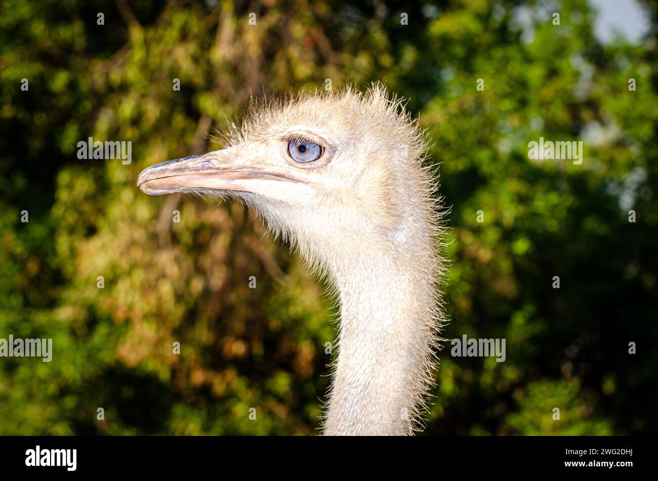 Ostrich at Al Areen Wildlife Park, Bahrain Stock Photo - Alamy