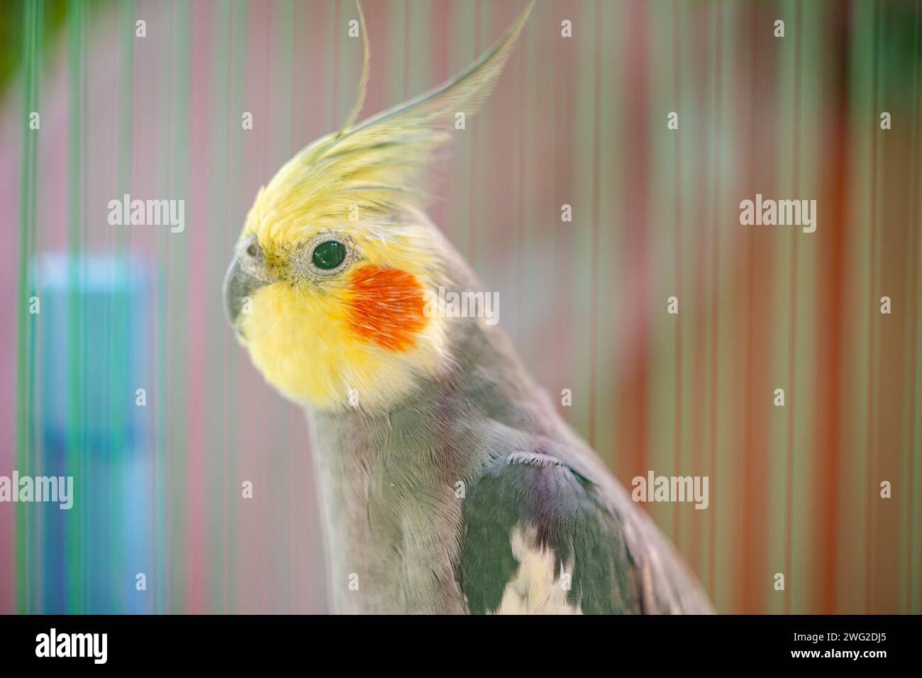 The cockatiel (Nymphicus hollandicus), also known as weiro bird, or ...