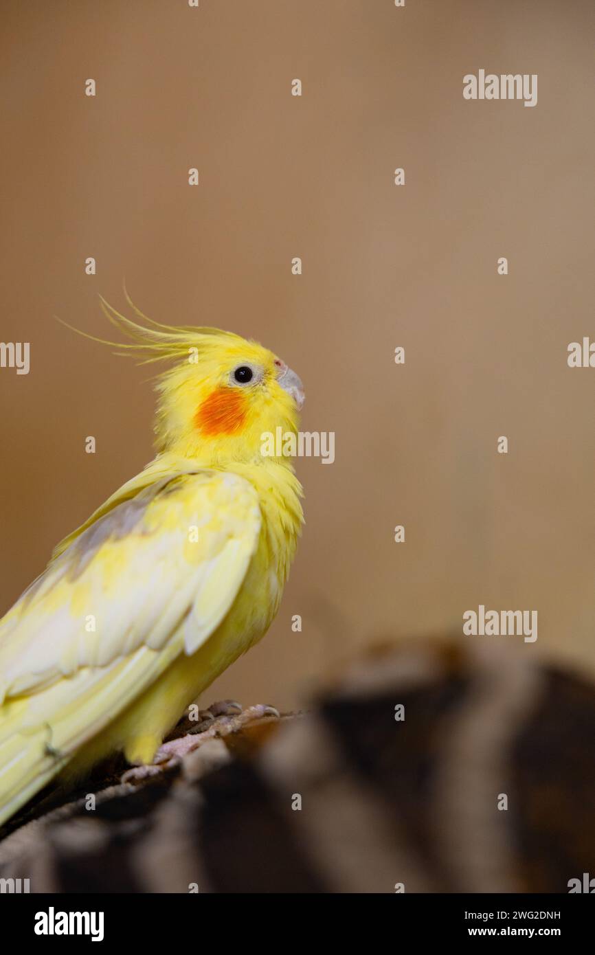 The cockatiel (Nymphicus hollandicus), also known as weiro bird, or ...