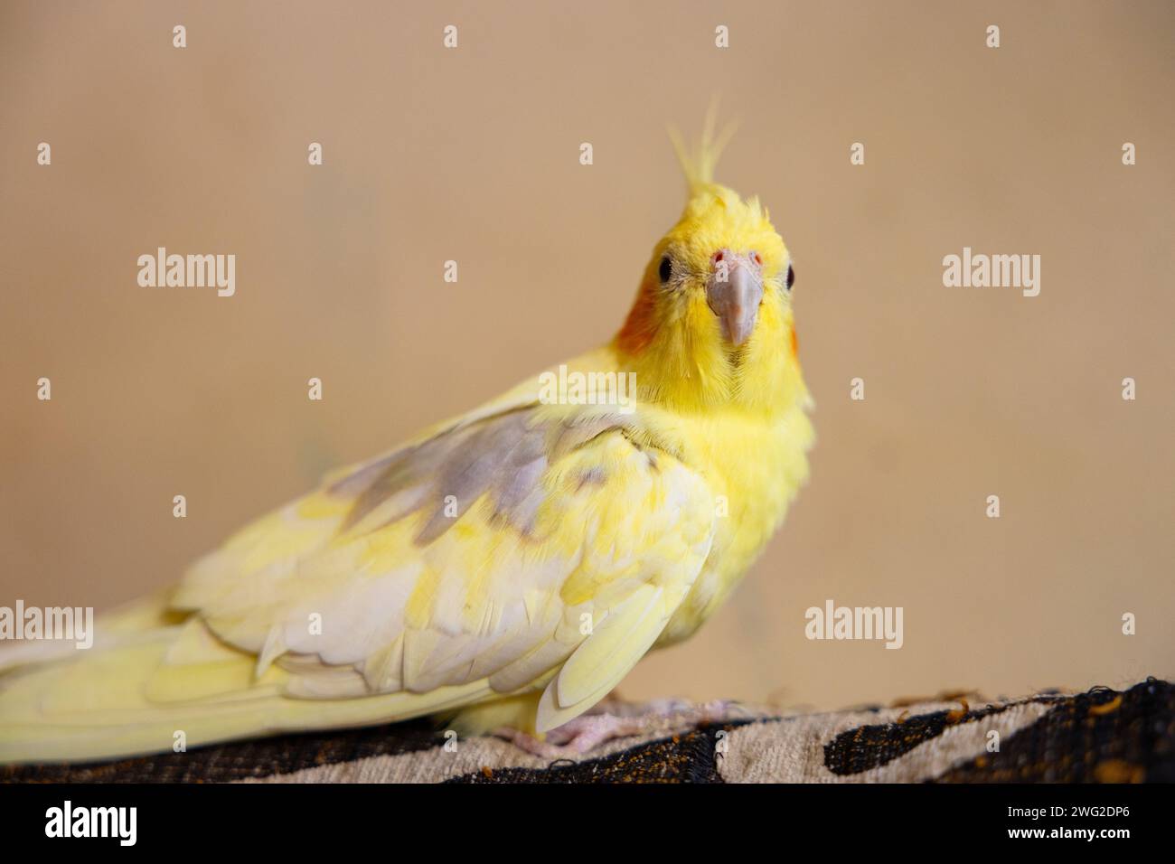 The cockatiel (Nymphicus hollandicus), also known as weiro bird, or ...