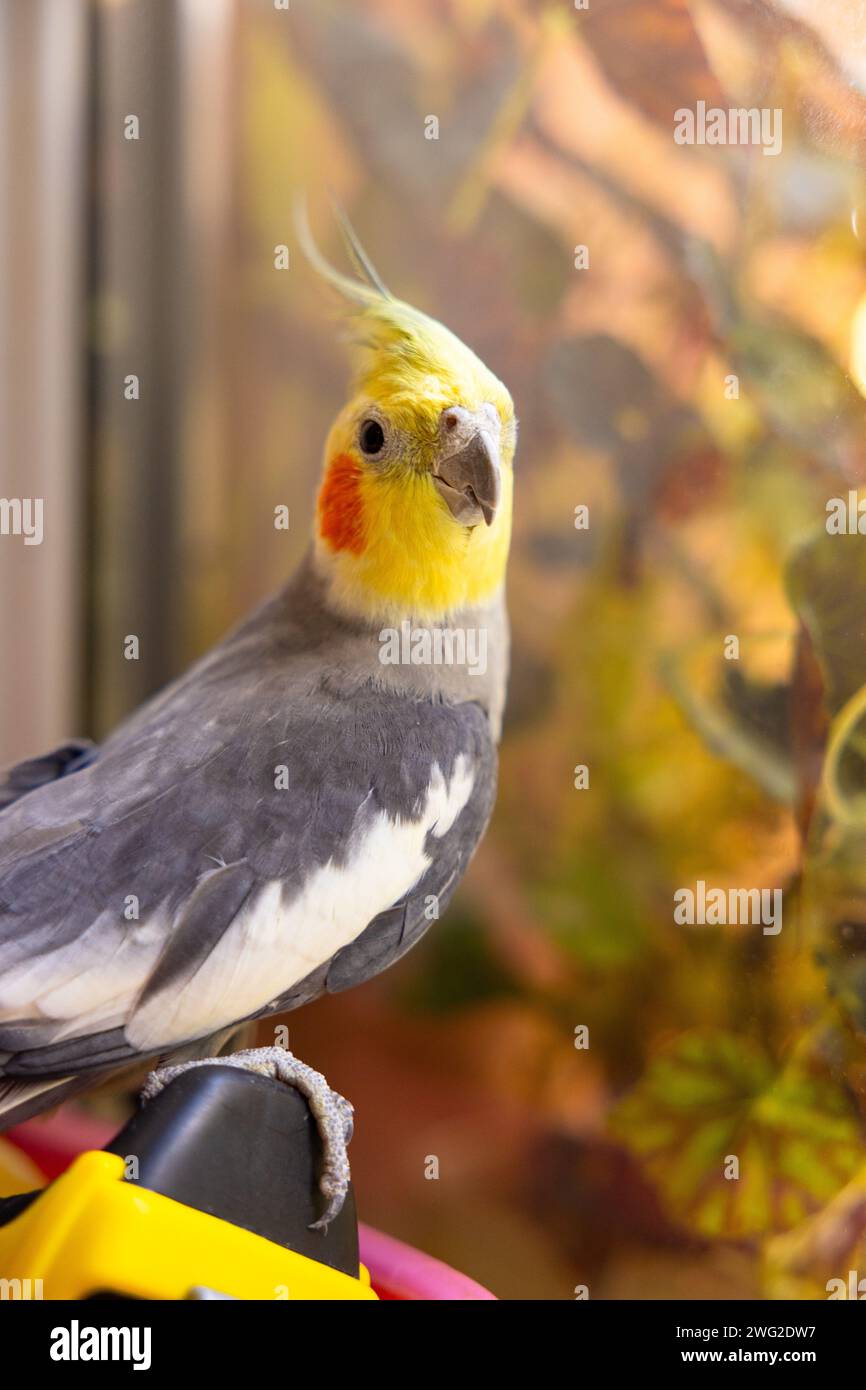 The cockatiel (Nymphicus hollandicus), also known as weiro bird, or ...