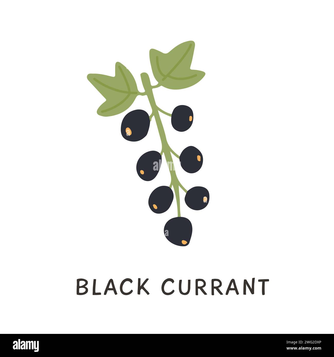 Black cassis Stock Vector Images - Alamy