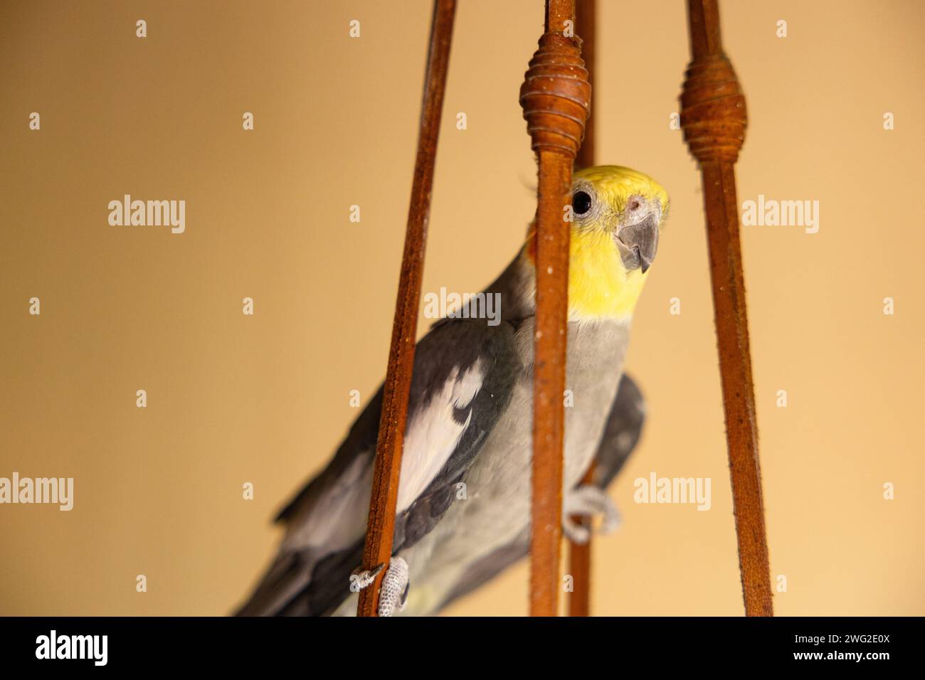 The cockatiel (Nymphicus hollandicus), also known as weiro bird, or ...