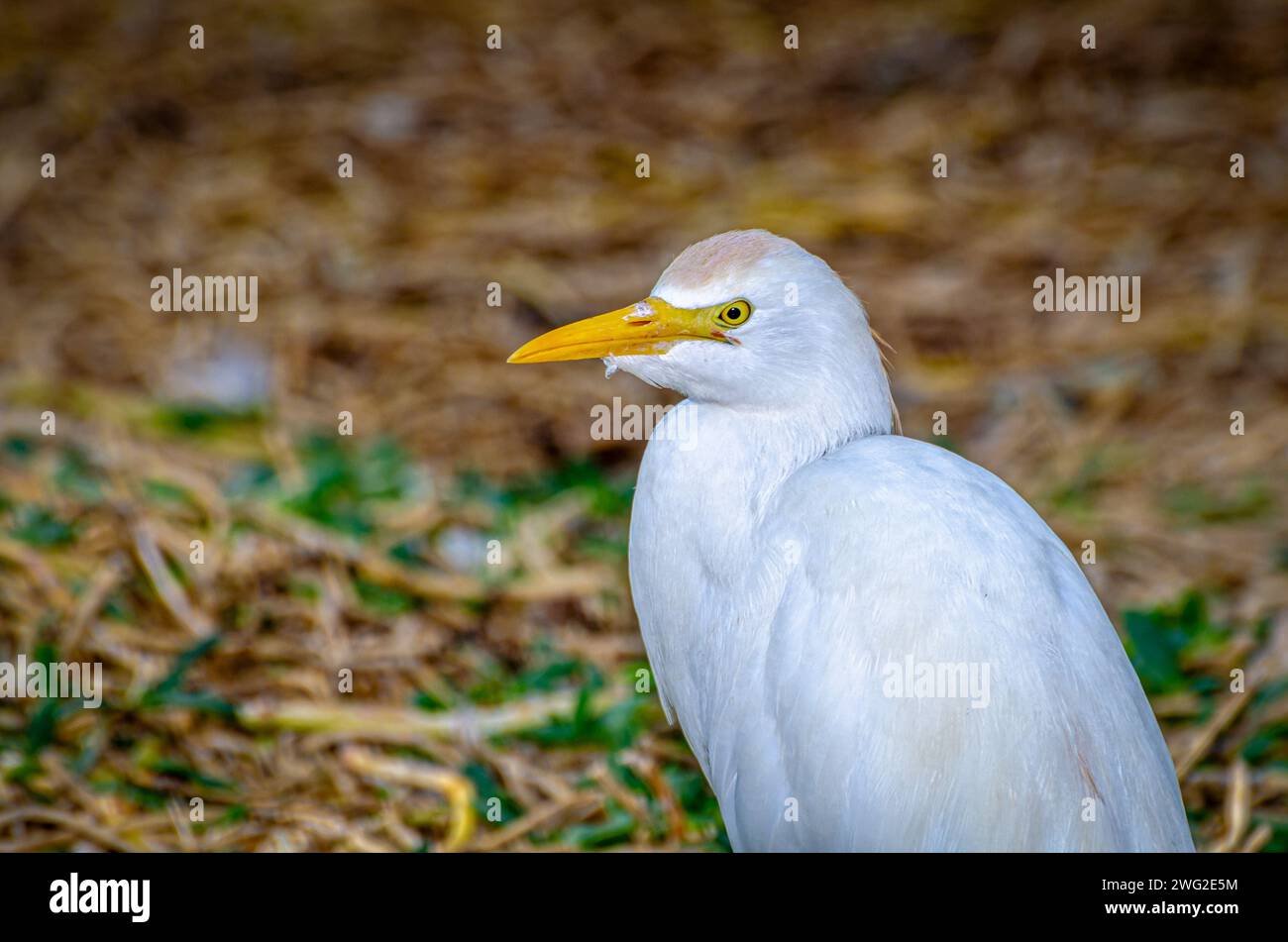 Cattle Egret at Al Areen Wildlife Park, Bahrain Stock Photo - Alamy