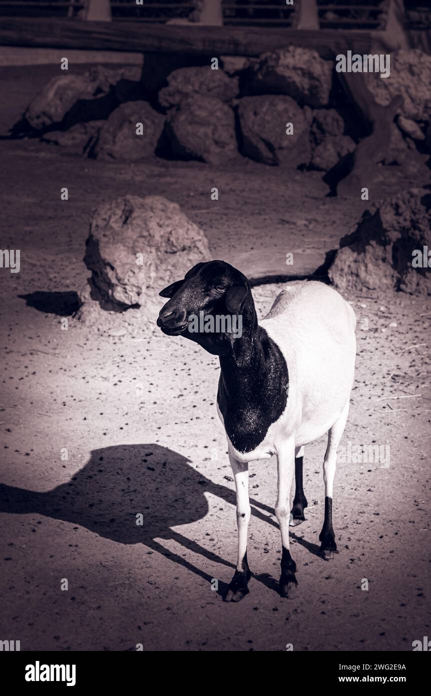 Sheep at Al Areen wildlife park, Bahrain Stock Photo - Alamy