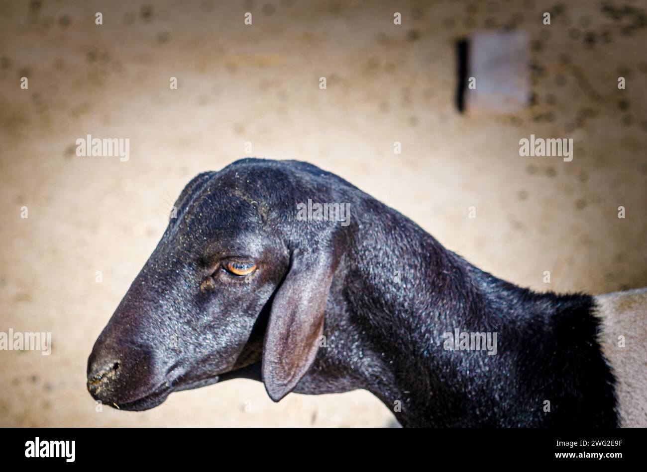 Sheep at Al Areen wildlife park, Bahrain Stock Photo - Alamy