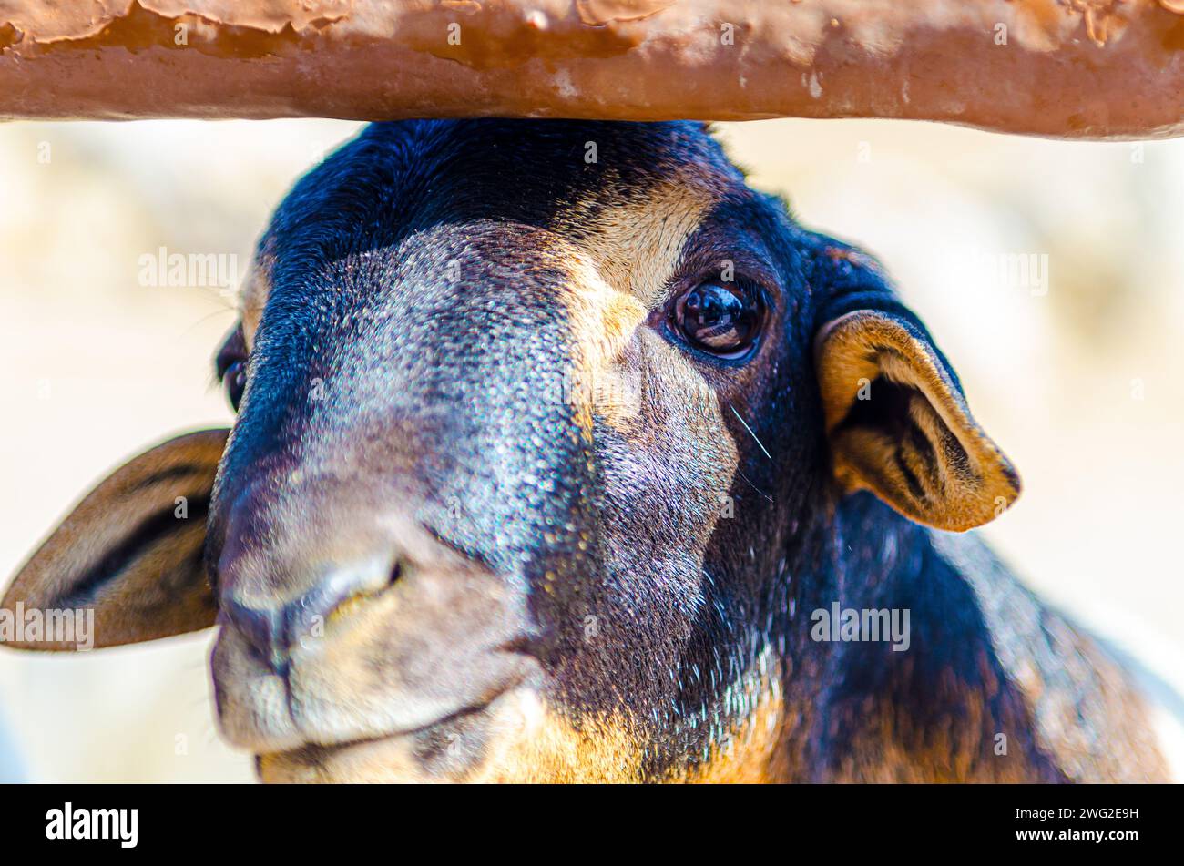 Sheep at Al Areen wildlife park, Bahrain Stock Photo - Alamy