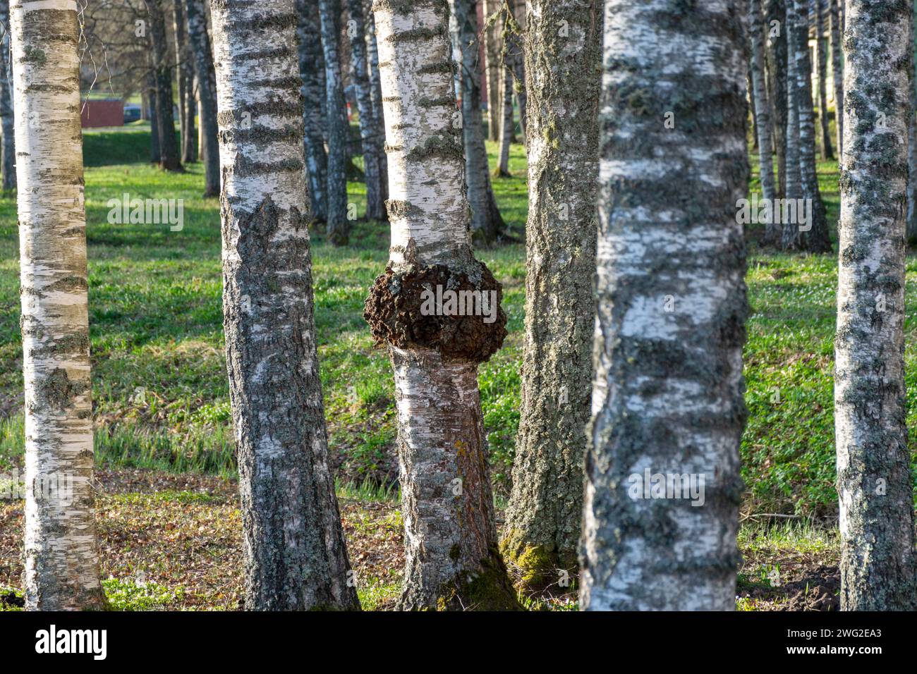 Black boletus (Inonotus obliquus, better known as chaga or black birch ...