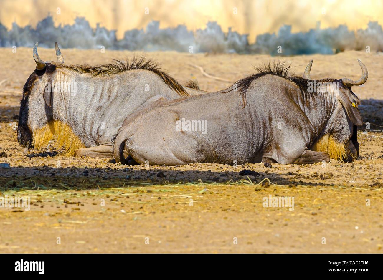 Bahrain national animal hi-res stock photography and images - Alamy