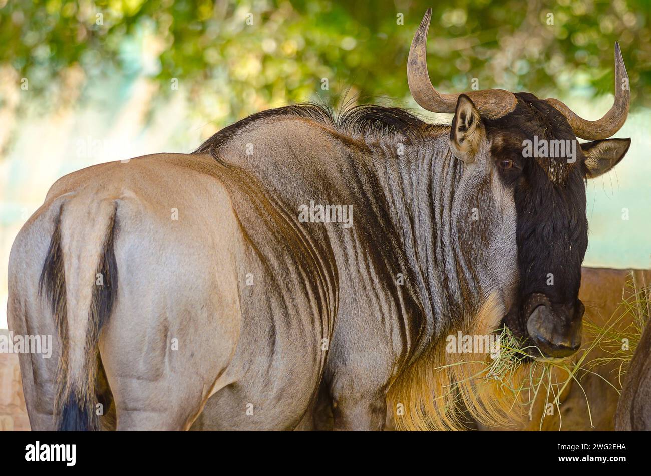Bahrain national animal hi-res stock photography and images - Alamy