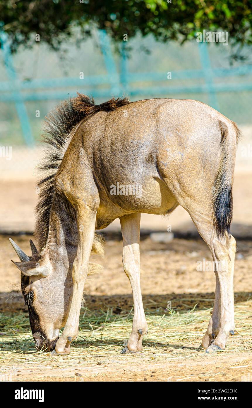 Bahrain national animal hi-res stock photography and images - Alamy