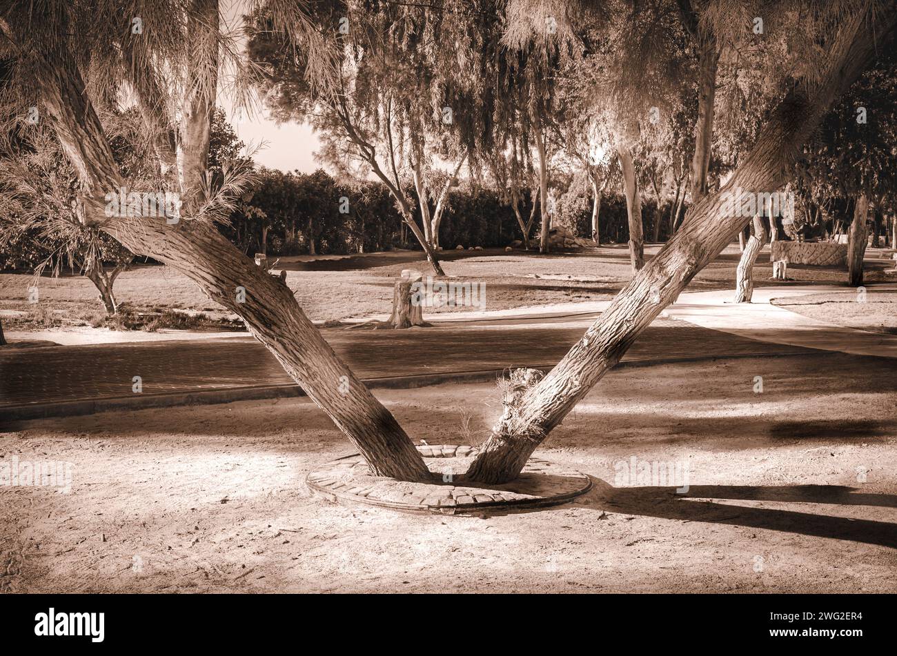 Landscape view at Al Areen park, Bahrain Stock Photo - Alamy