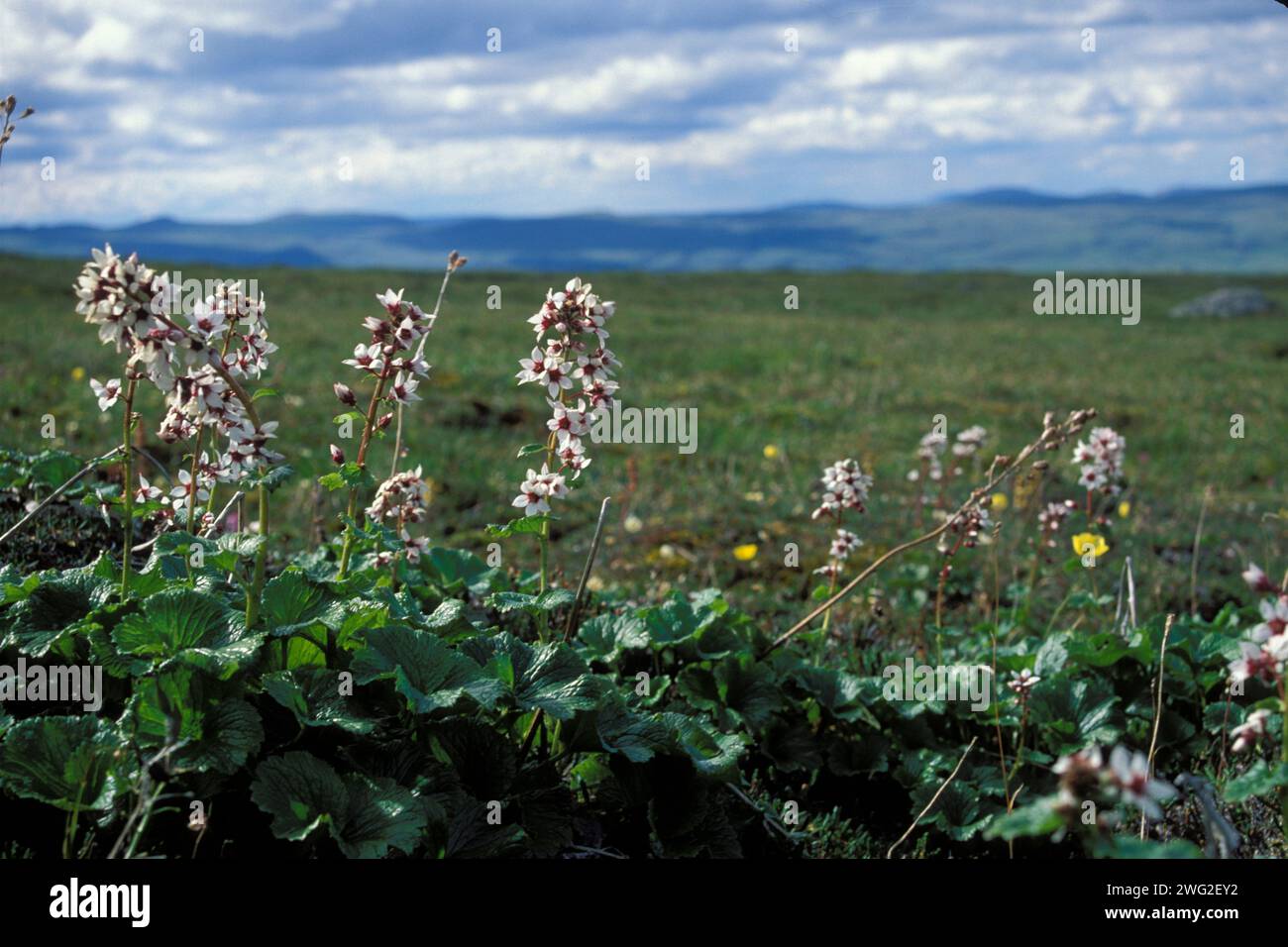 blooming wildflowers on the tundra in Gates of the Arctic National Park ...