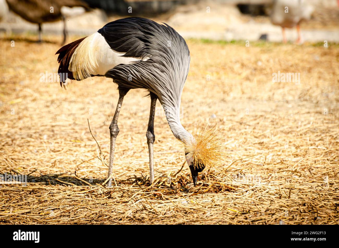Crowned Crane at Al Areen Wildlife Park, Bahrain Stock Photo - Alamy
