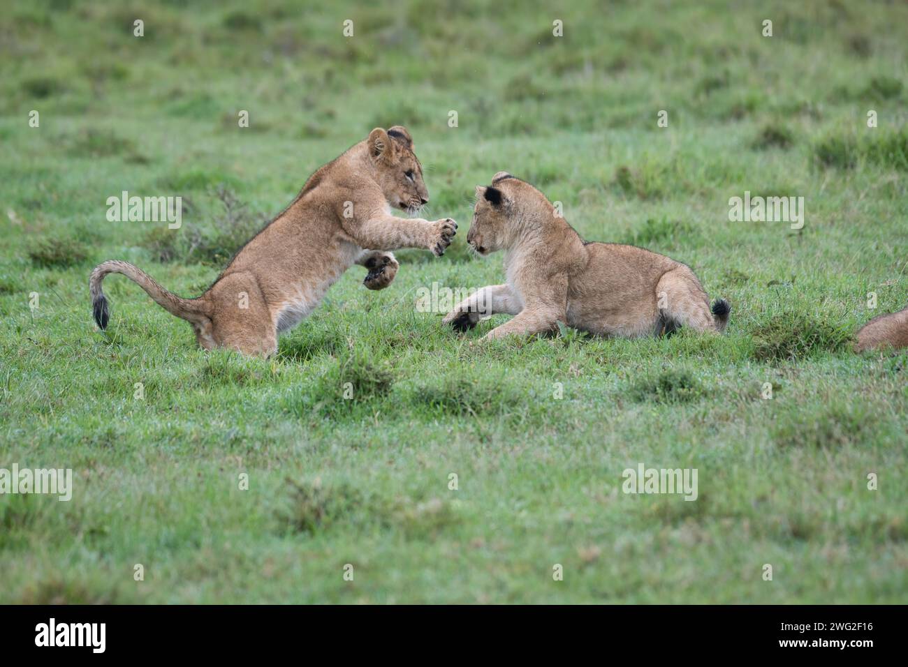 African lion (Panthera leo), young cubs running, play fighting and ...