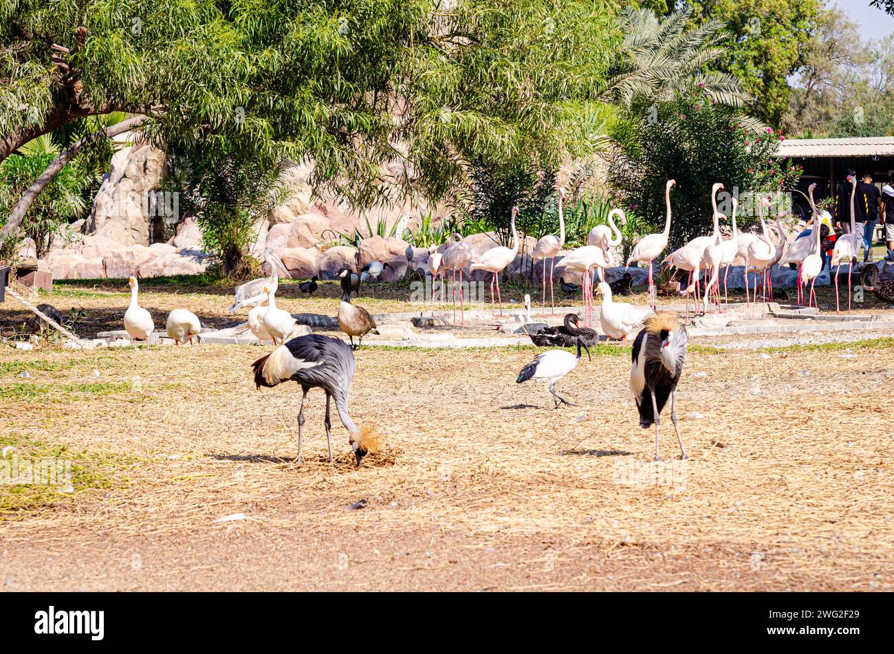 Crowned Crane at Al Areen Wildlife Park, Bahrain Stock Photo - Alamy