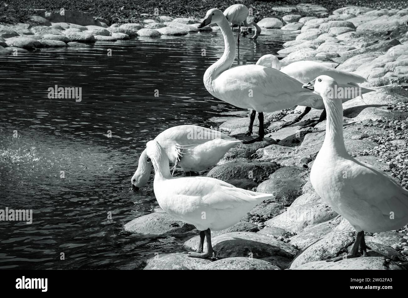 Swan at Al Areen Wild Park, Bahrain Stock Photo - Alamy