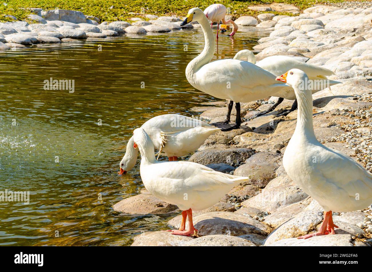 Swan at Al Areen Wild Park, Bahrain Stock Photo - Alamy