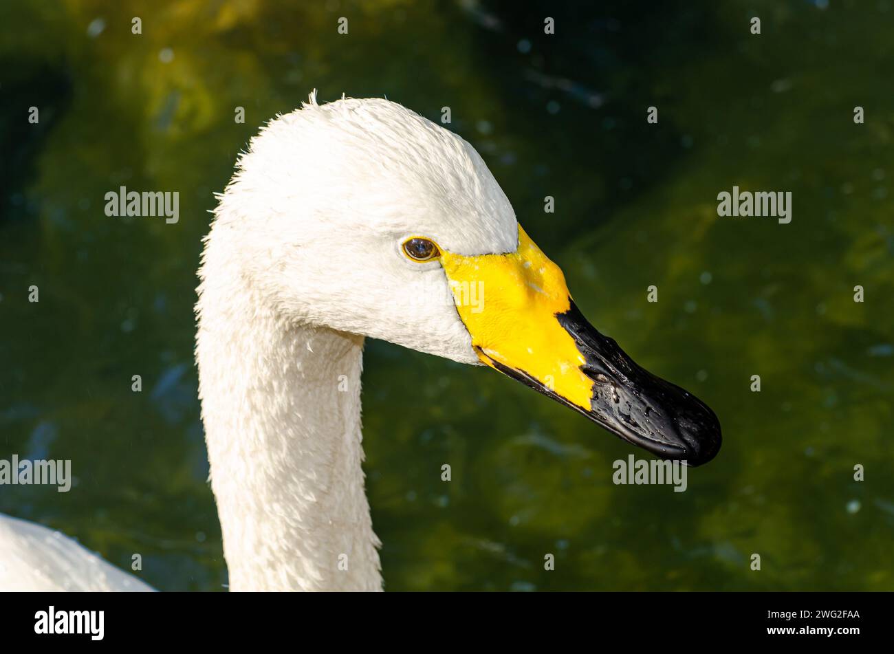 White background bahrain hi-res stock photography and images - Alamy