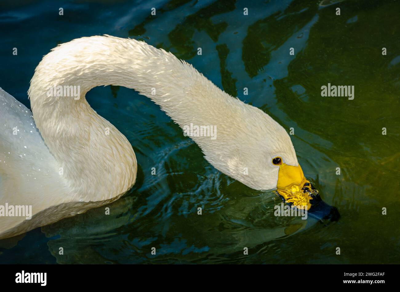Swan at Al Areen Wild Park, Bahrain Stock Photo - Alamy