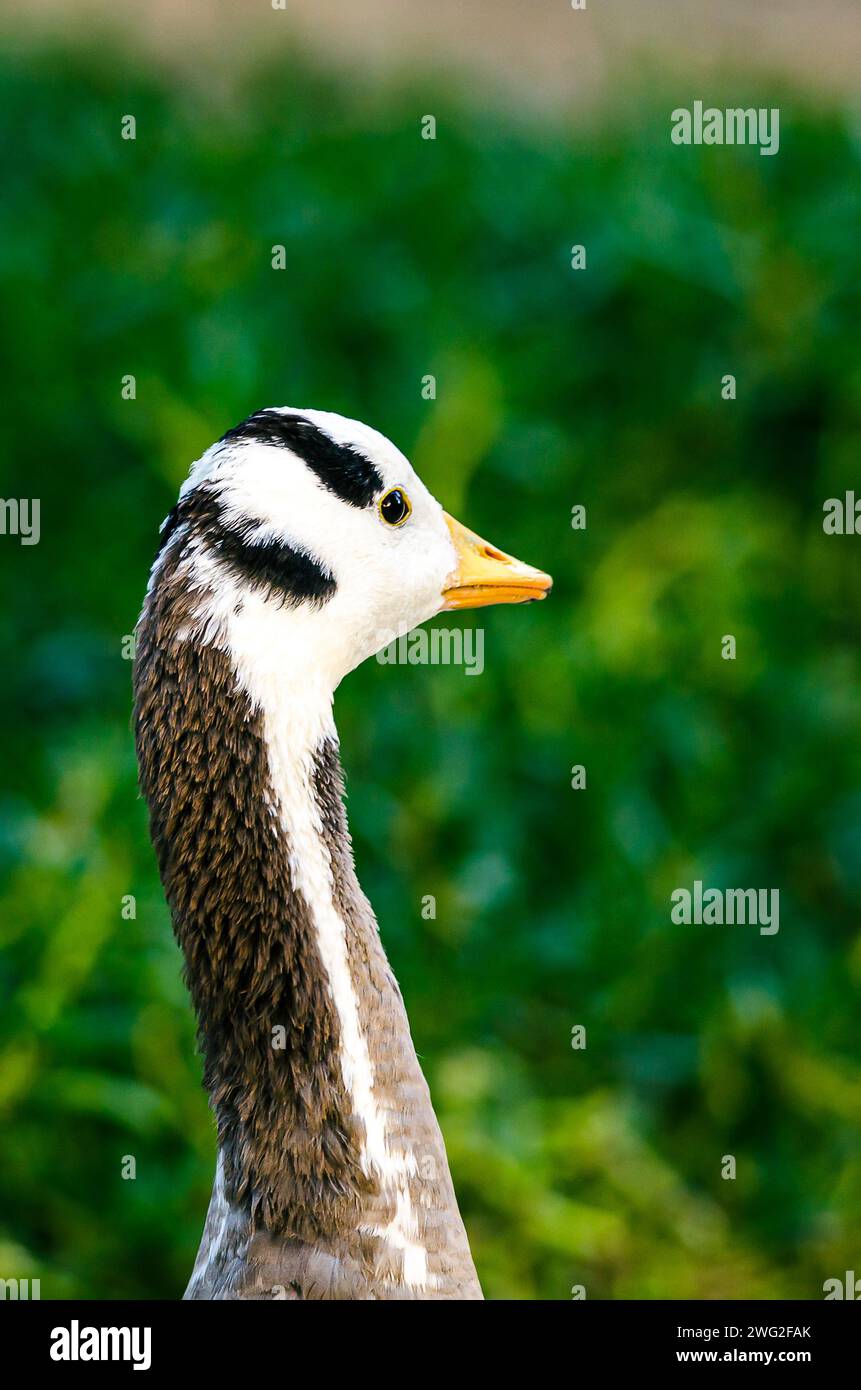 Swan at Al Areen Wild Park, Bahrain Stock Photo - Alamy