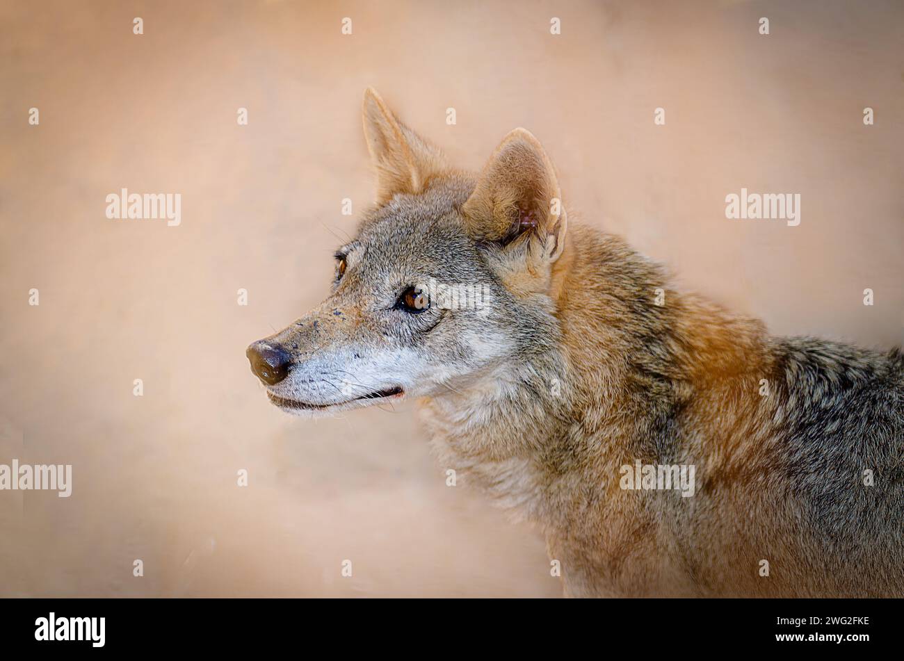 Wolf at Al Areen Wild park, Bahrain Stock Photo - Alamy