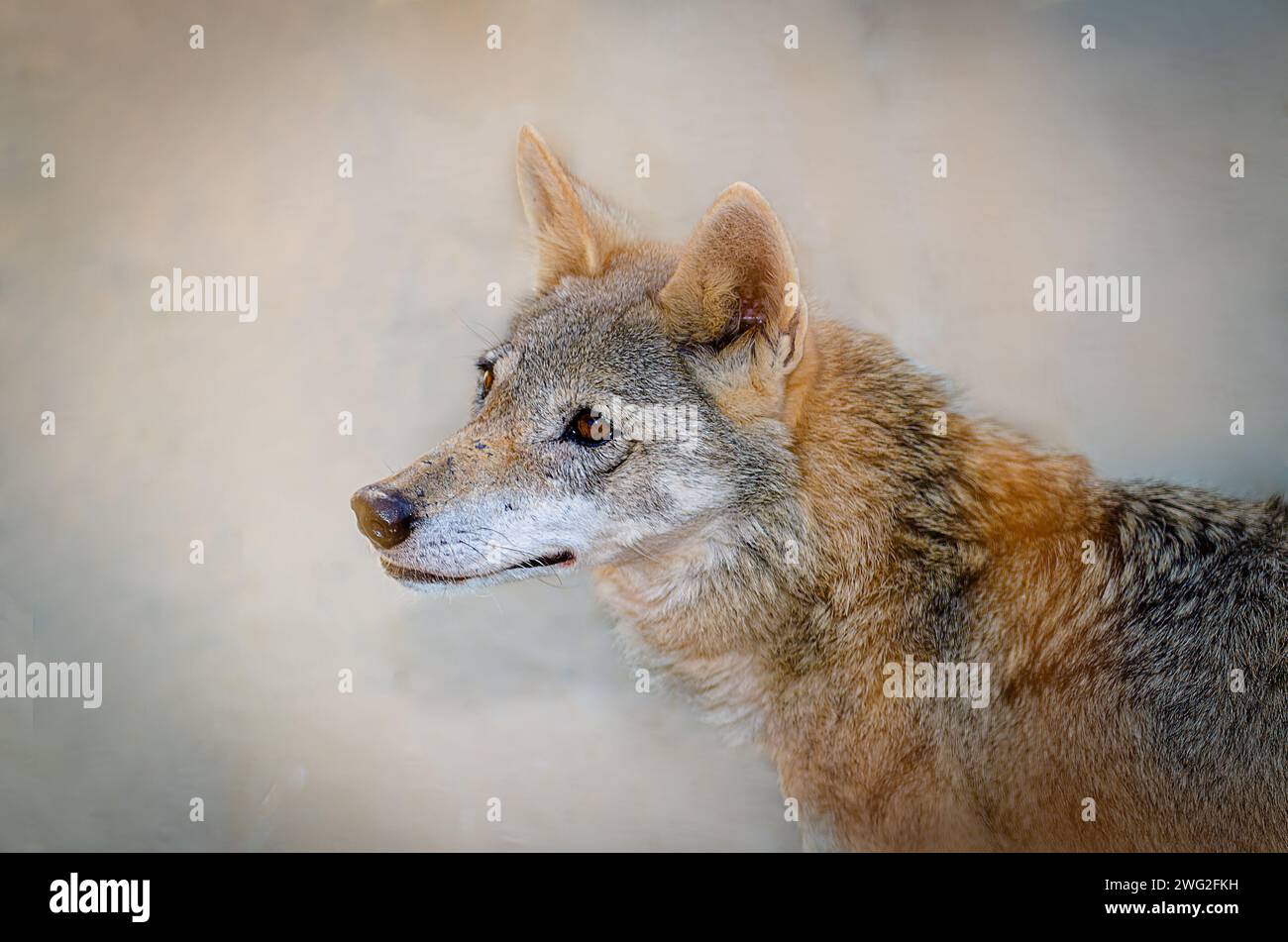 Wolf at Al Areen Wild park, Bahrain Stock Photo - Alamy