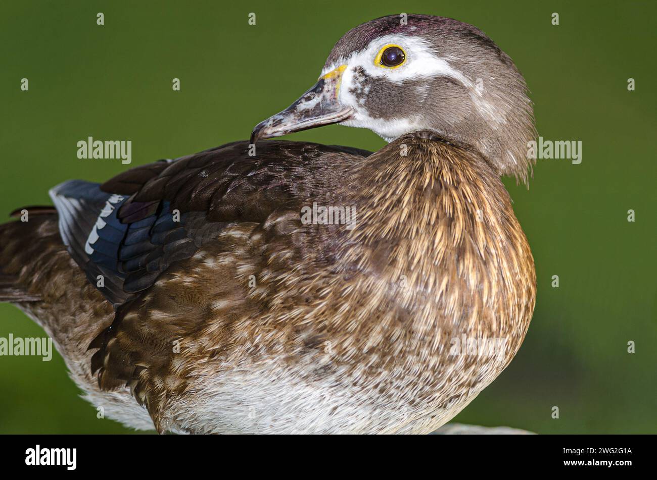 Duck at Al Areen Wildlife Park, Bahrain Stock Photo - Alamy