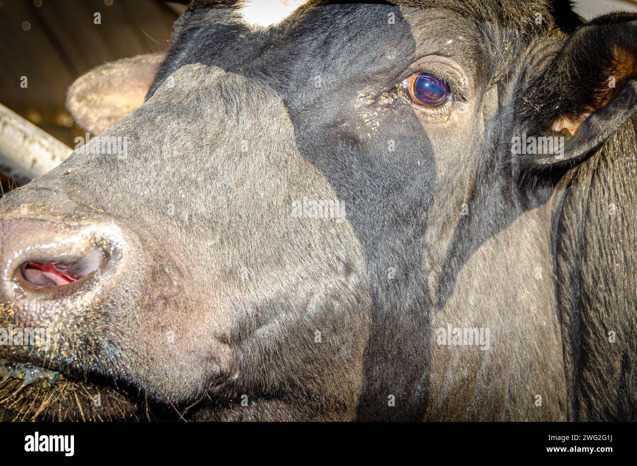 Closeup photo of a Cattle Stock Photo - Alamy