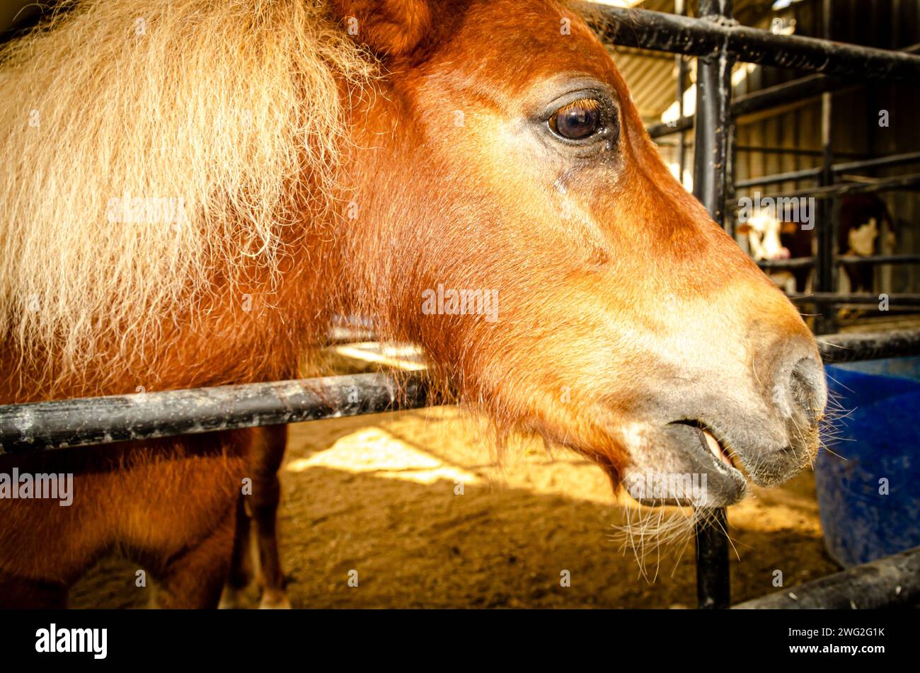 Dramatic horse head hi-res stock photography and images - Alamy