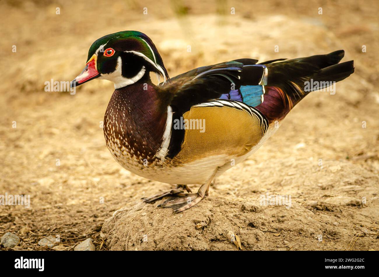 Duck at Al Areen Wildlife Park, Bahrain Stock Photo - Alamy