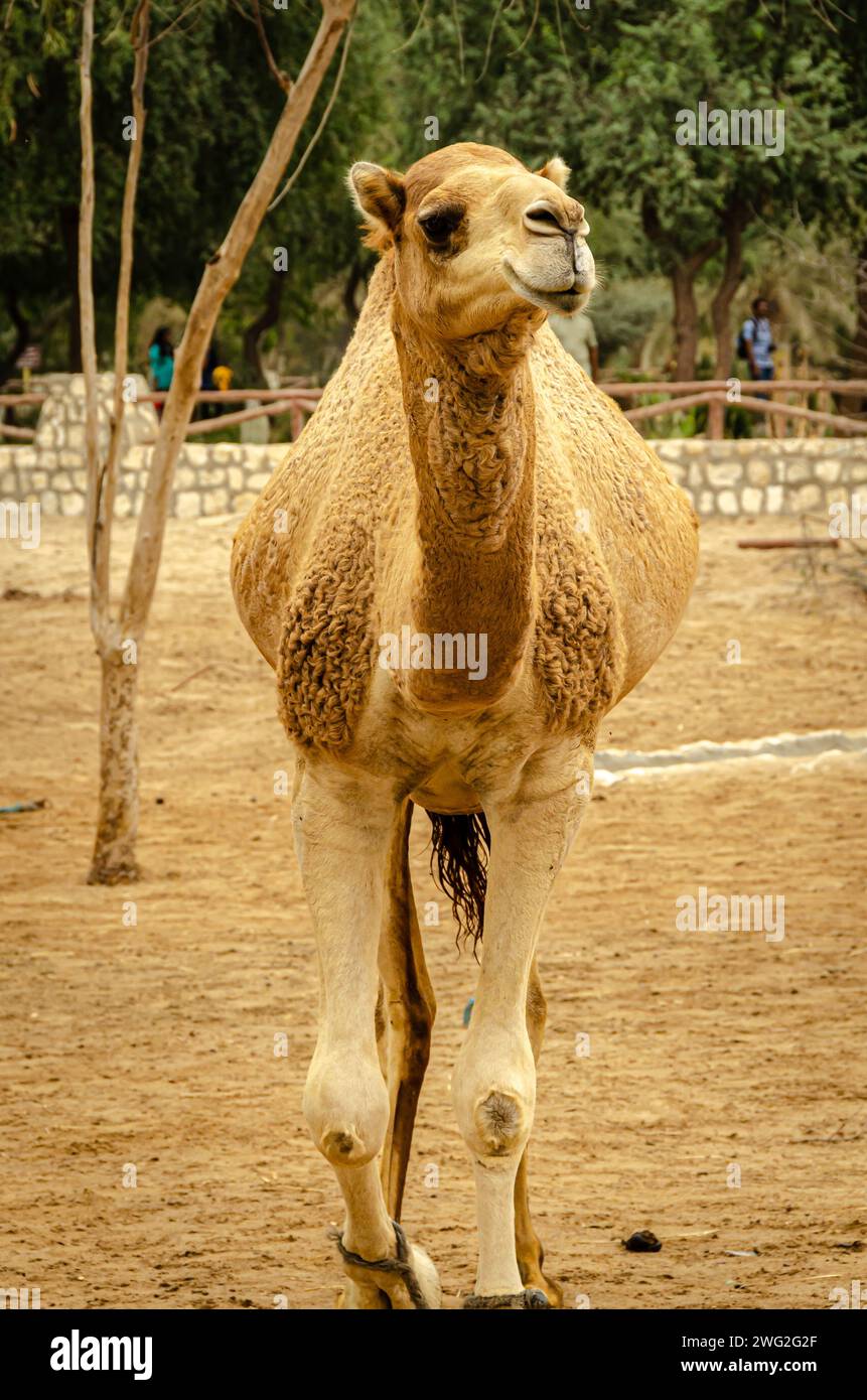Camel at Al Areen Wild Life Park, Bahrain Stock Photo - Alamy