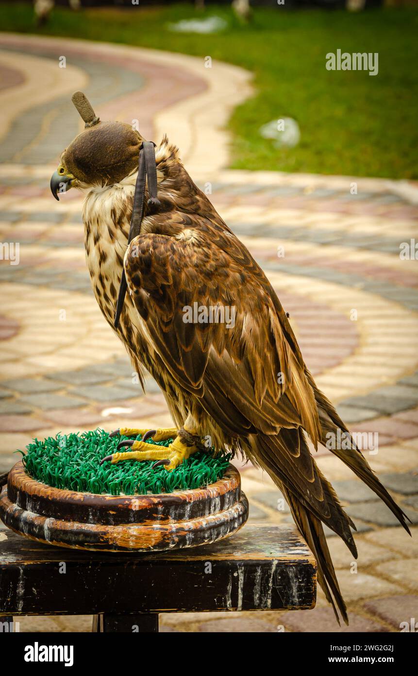 Falcon at Al Areen Wild life park, Bahrain Stock Photo - Alamy