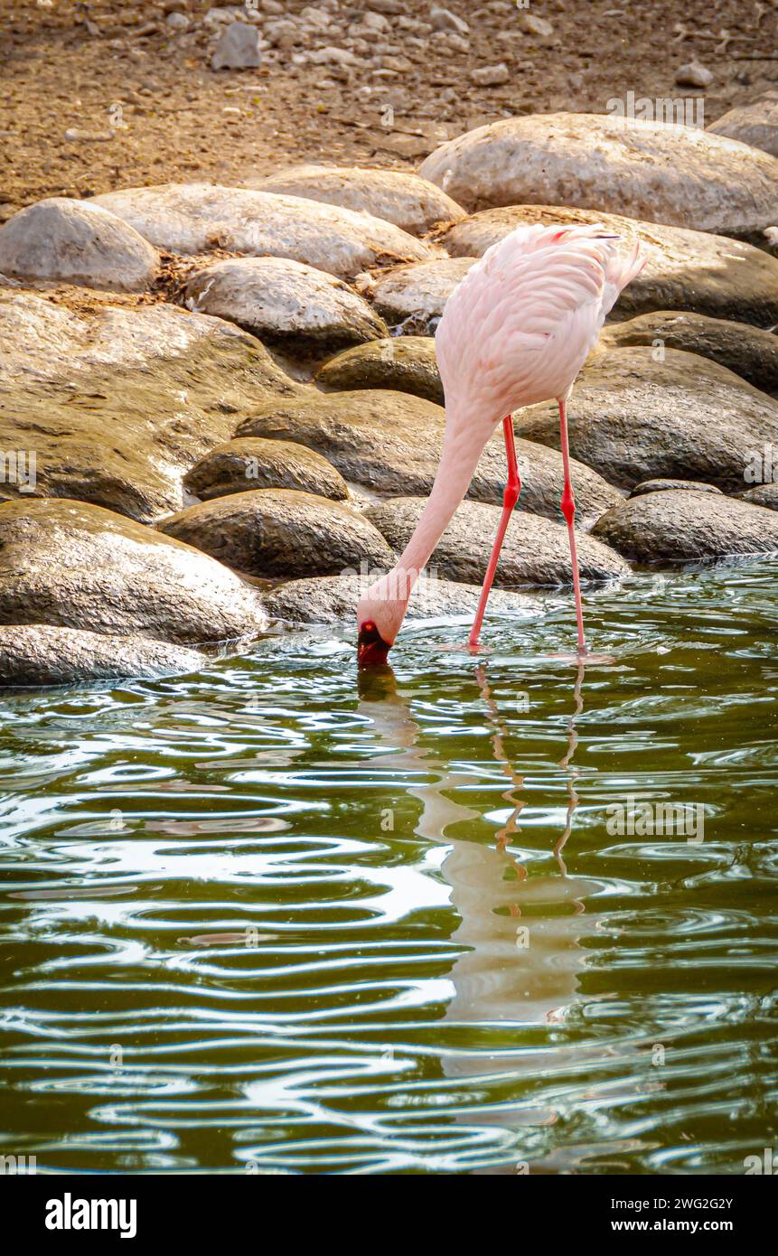 Flamingo at Al Areen Wildlife park, Bahrain Stock Photo - Alamy