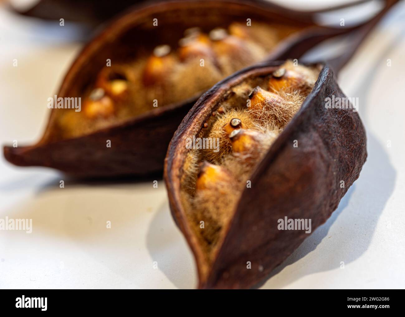 still life with dry plant pod and seeds, white background Stock Photo ...