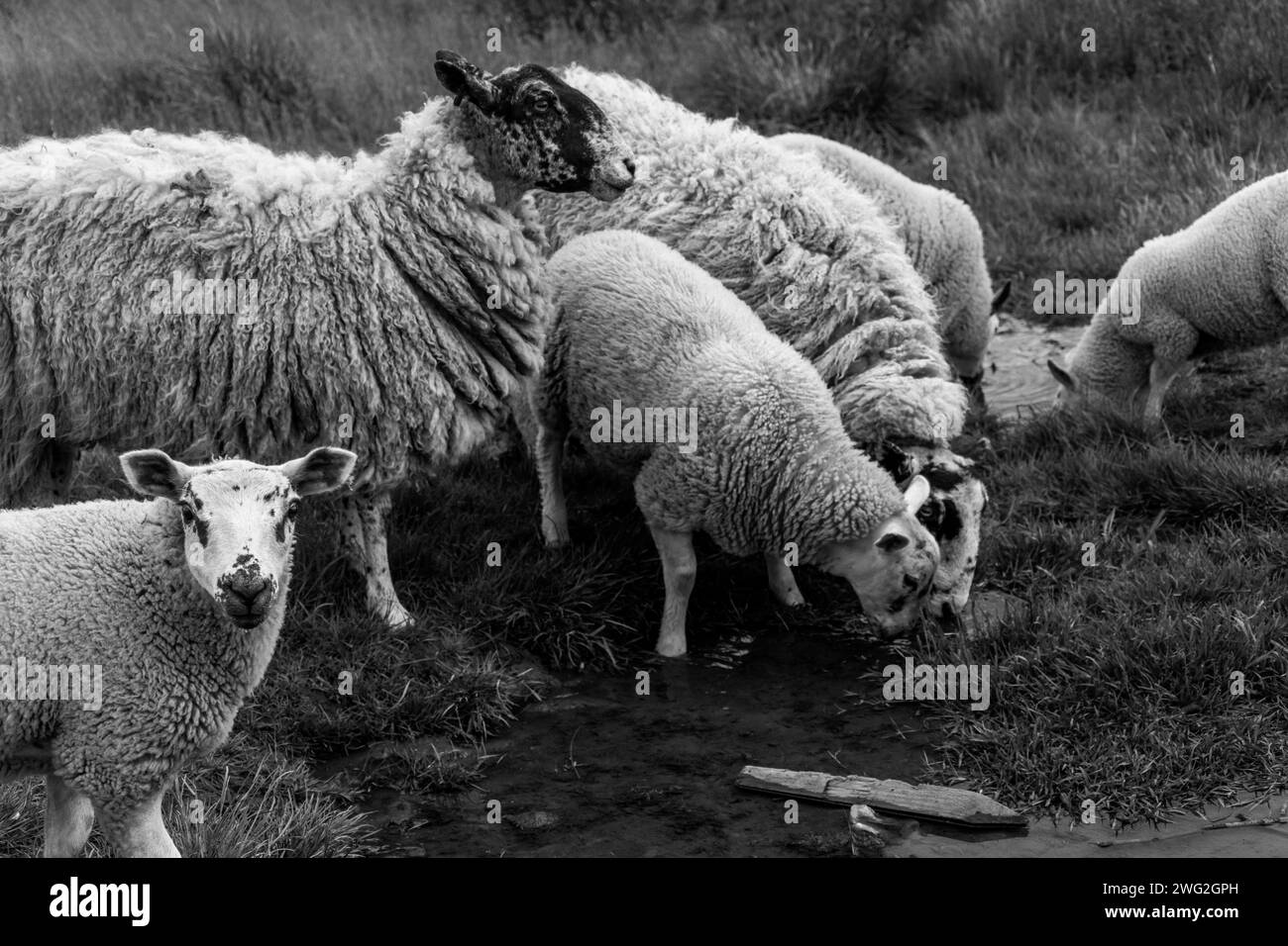 French sheep hi-res stock photography and images - Alamy
