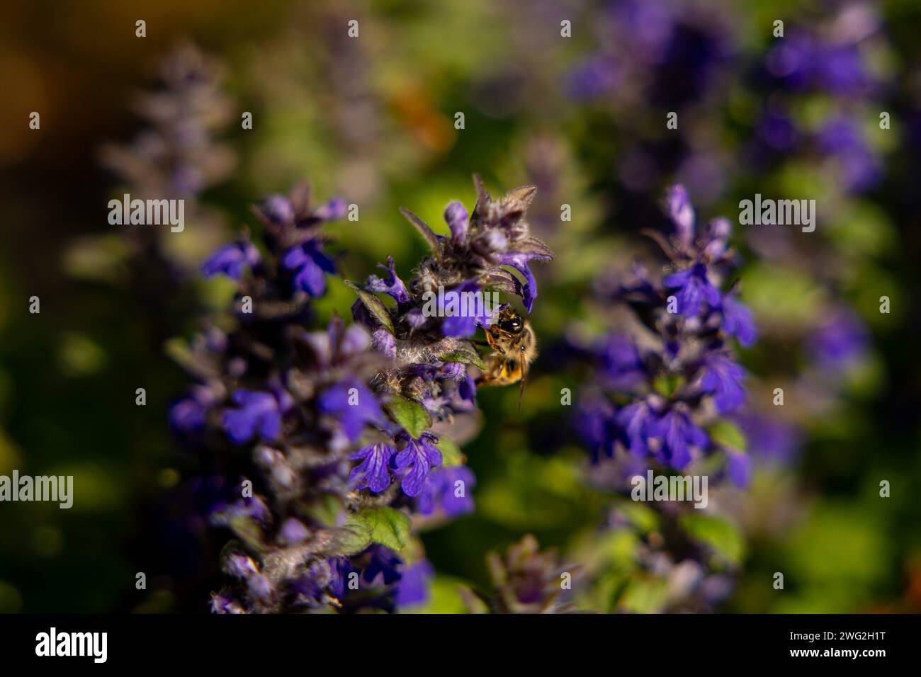 Beautiful flowering bugleweed perennial ground cover. Pollen bee on the ...